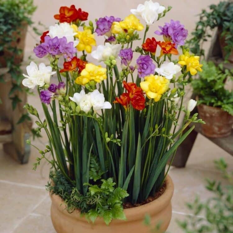 8 bulbi da piantare in primavera | Verde Pisello