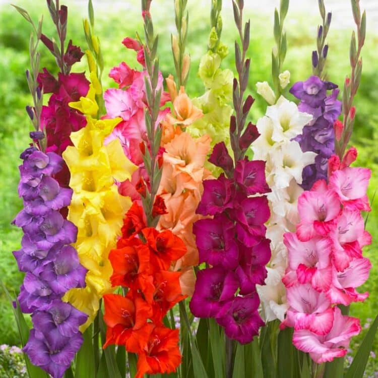 8 bulbi da piantare in primavera | Verde Pisello