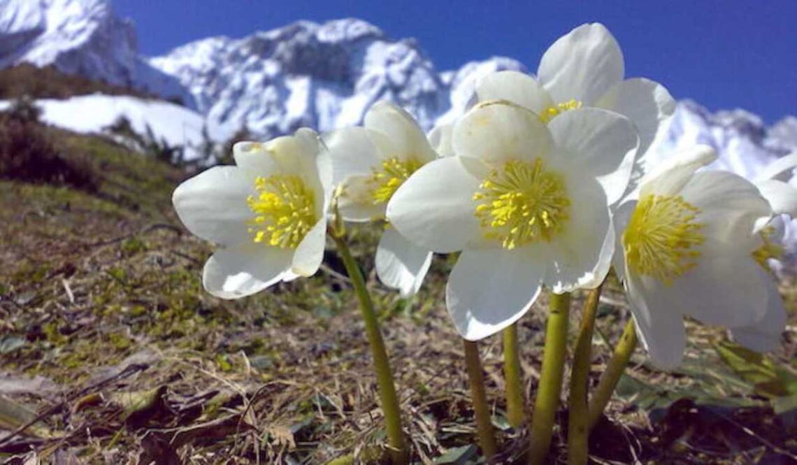 16 fiori invernali da balcone e giardino | Verde Pisello